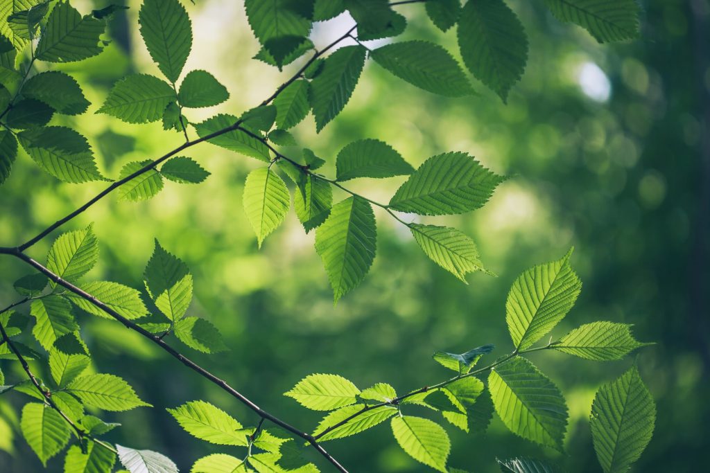 Tree Health Analysis to Show Your Trees Some Love in 2025
